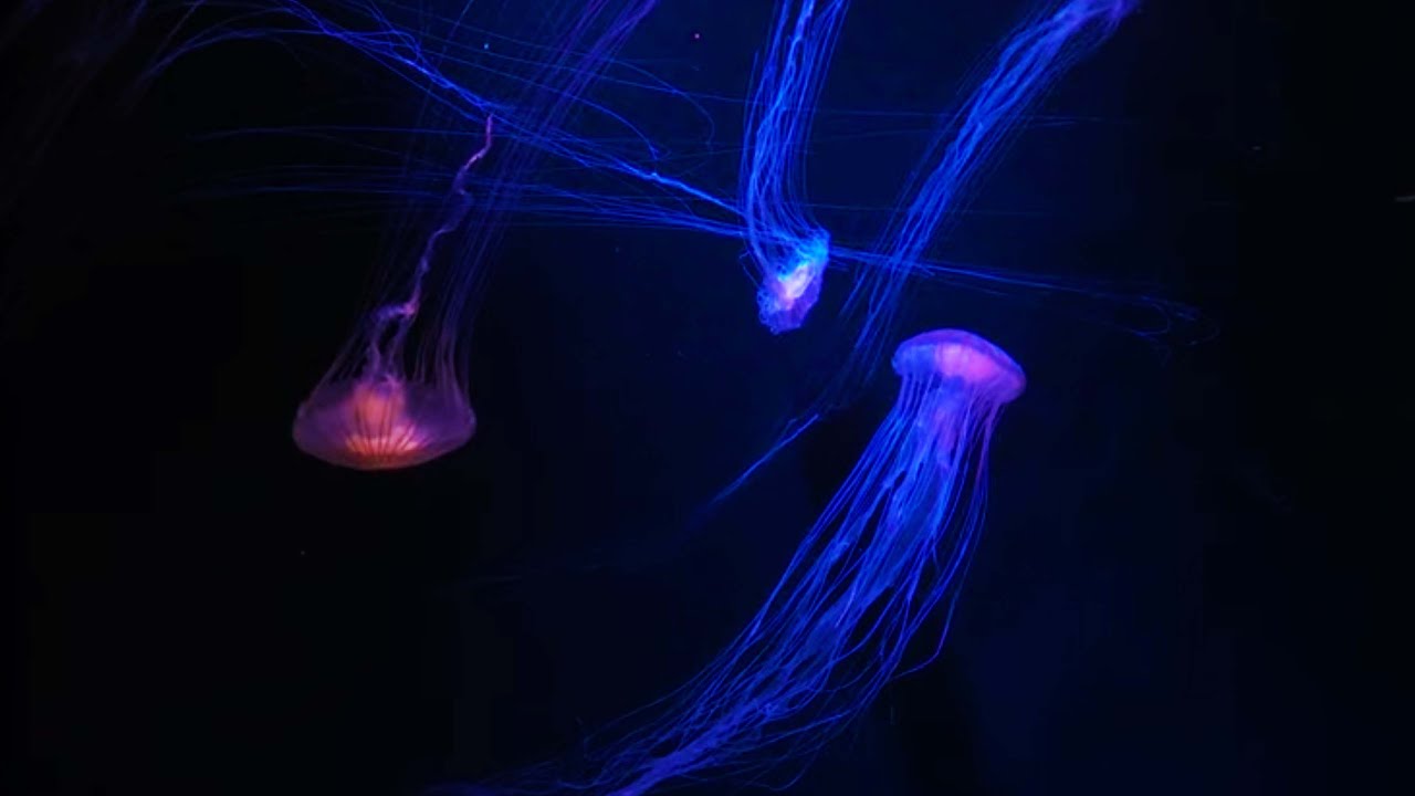 Jellyfish in the Dark | Deep sea bubble sound | Relaxing night | ASMR ...