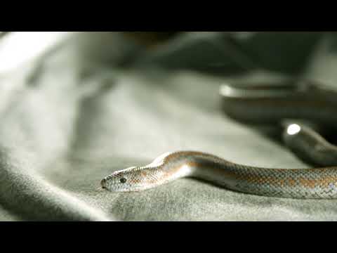 Snake sounds