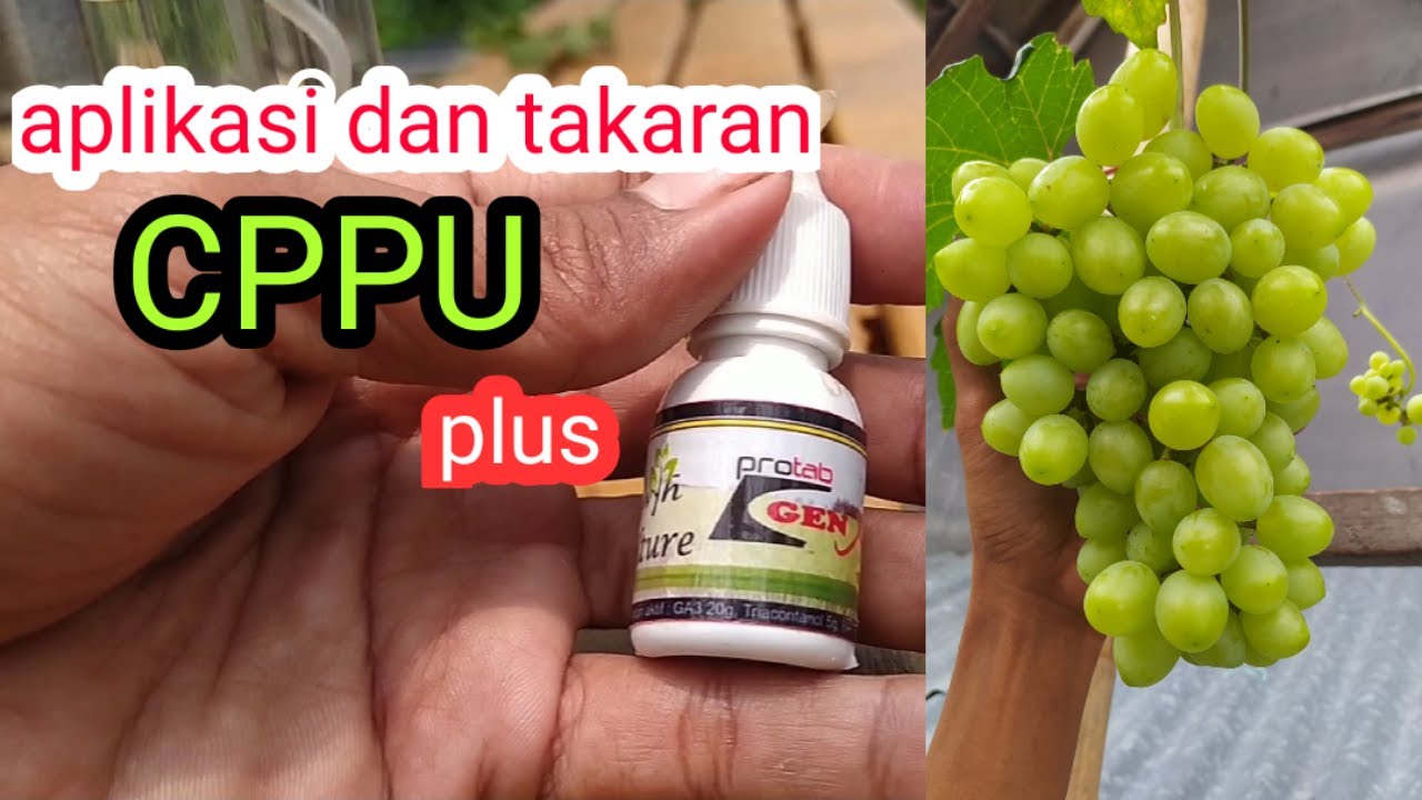 CPPU pada anggur seberapa efektifkah - YouTube