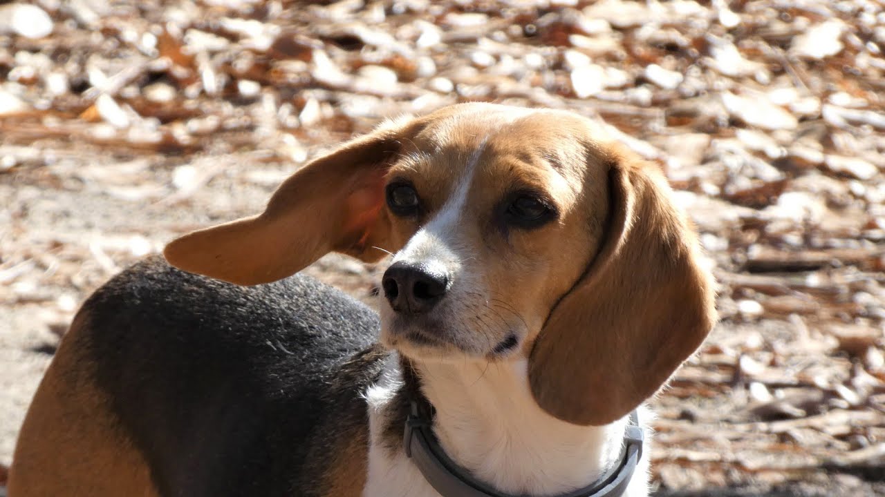 Random Newt #beagle - YouTube