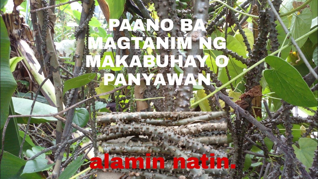 MAGTANIM TAYO NG PANYAWAN O MAKABUHAY.Vlog#241#makabuhay#panyawan.# ...