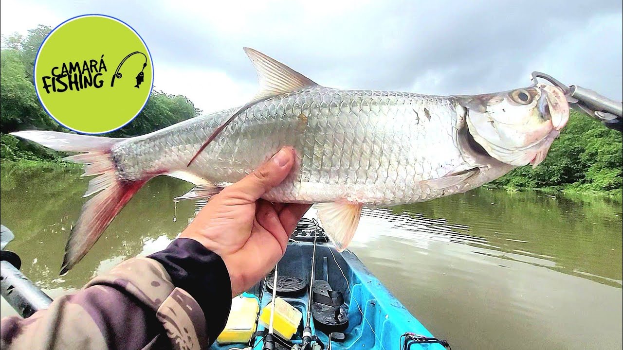 PESCARIA DE TARPONS (CAMURUPIM) - PESCA URBANA - RIO CAPIBARIBE, RECIFE ...