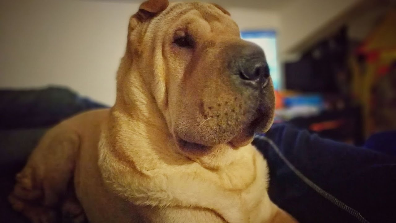 Grooming Your Chinese Shar-Pei: Tips and Tricks for a Positive Experience - YouTube