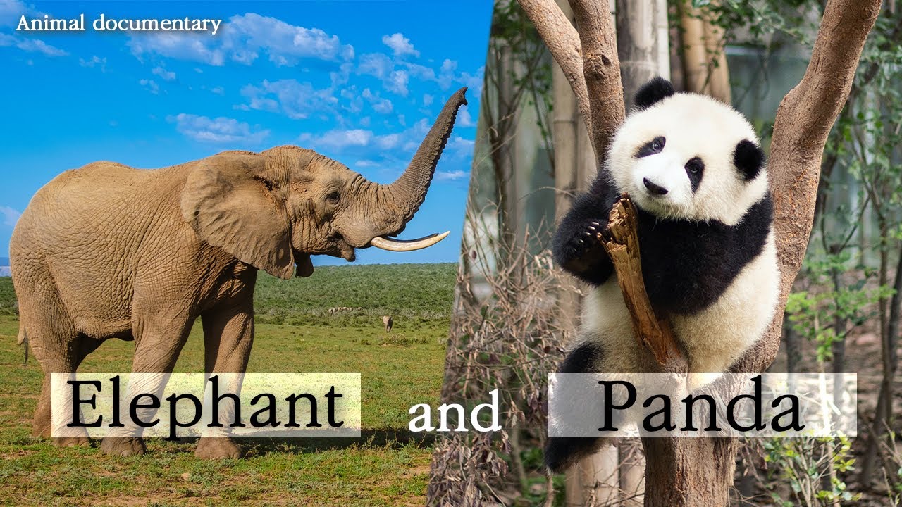 Elephant, Panda [Animal Documentary] - YouTube