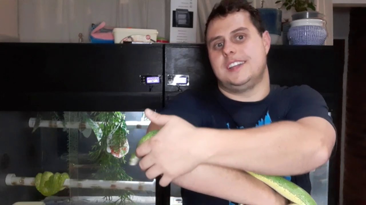 Basic green tree python care - YouTube