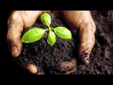 Seed Imbibition - YouTube