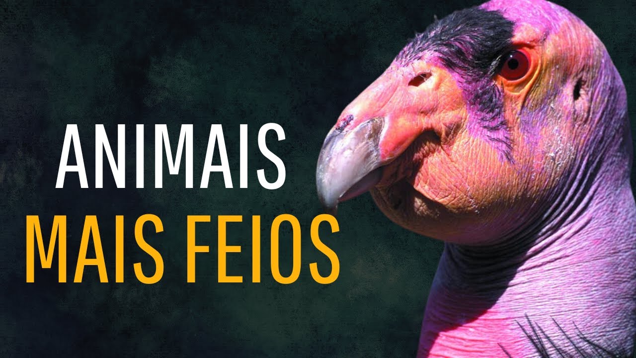 8 ANIMAIS MAIS FEIOS QUE VOCÊ NUNCA VIU ANTES E PRECISA SABER - YouTube