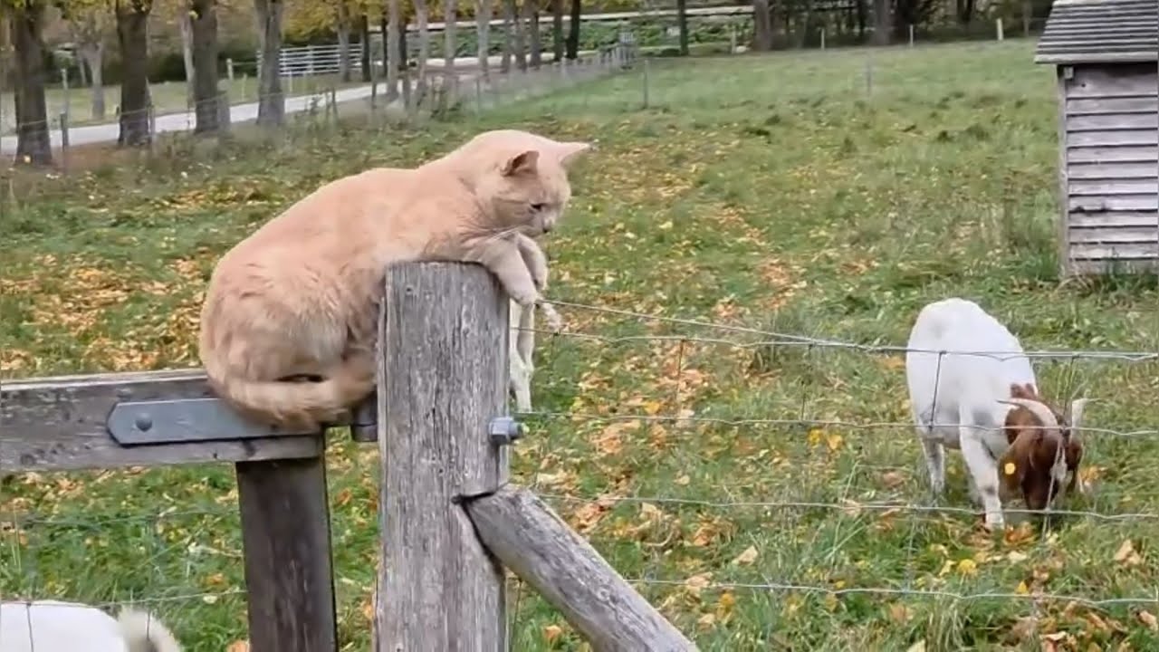 Cutest Animals in Town 🐐🐇🐈 | A Peaceful Day in Cities Animal Spot - YouTube
