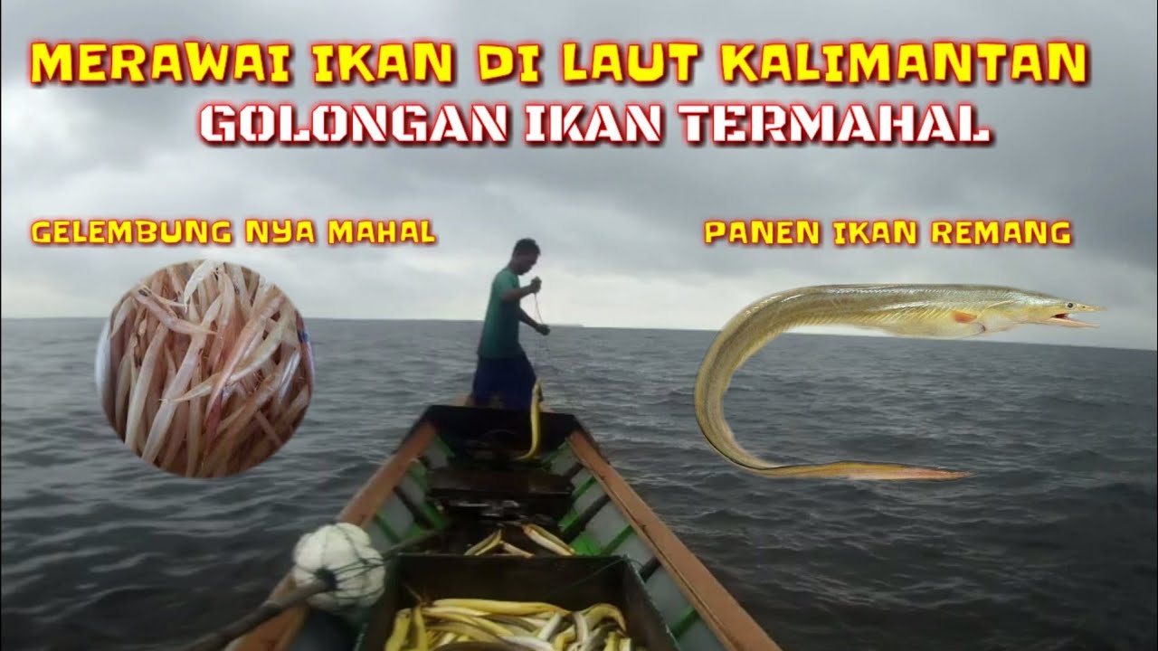 MERAWAI IKAN MAHAL DI LAUT KALIMANTAN ll PANEN IKAN REMANG - YouTube