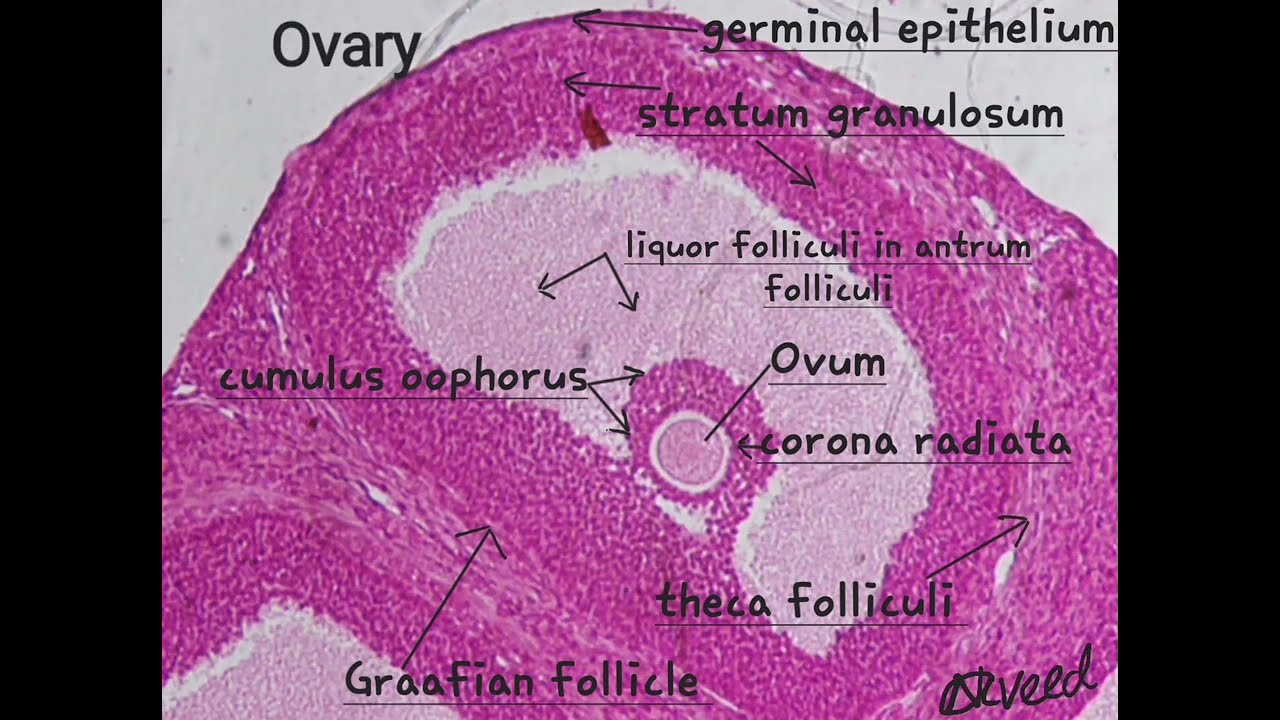 Stratum Granulosum Ovary
