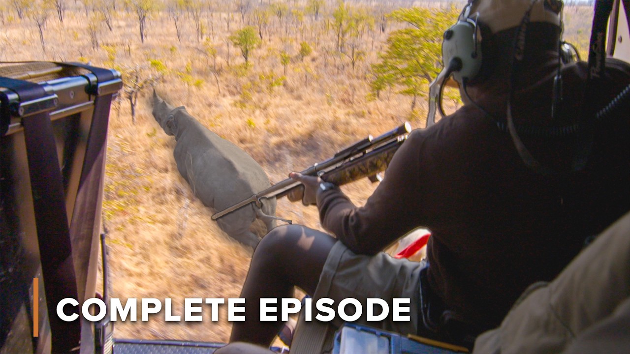 Operation Rhino | Guardians of the Wild 204 - YouTube