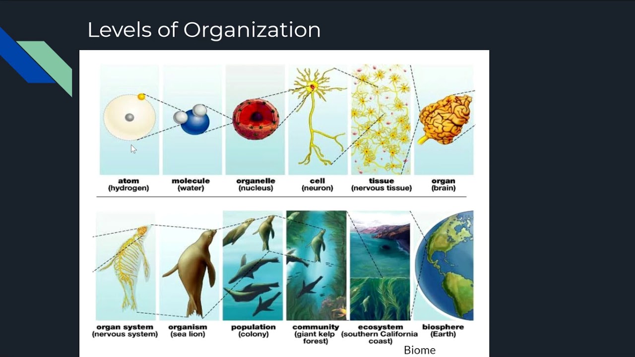 Systems and Biology - YouTube