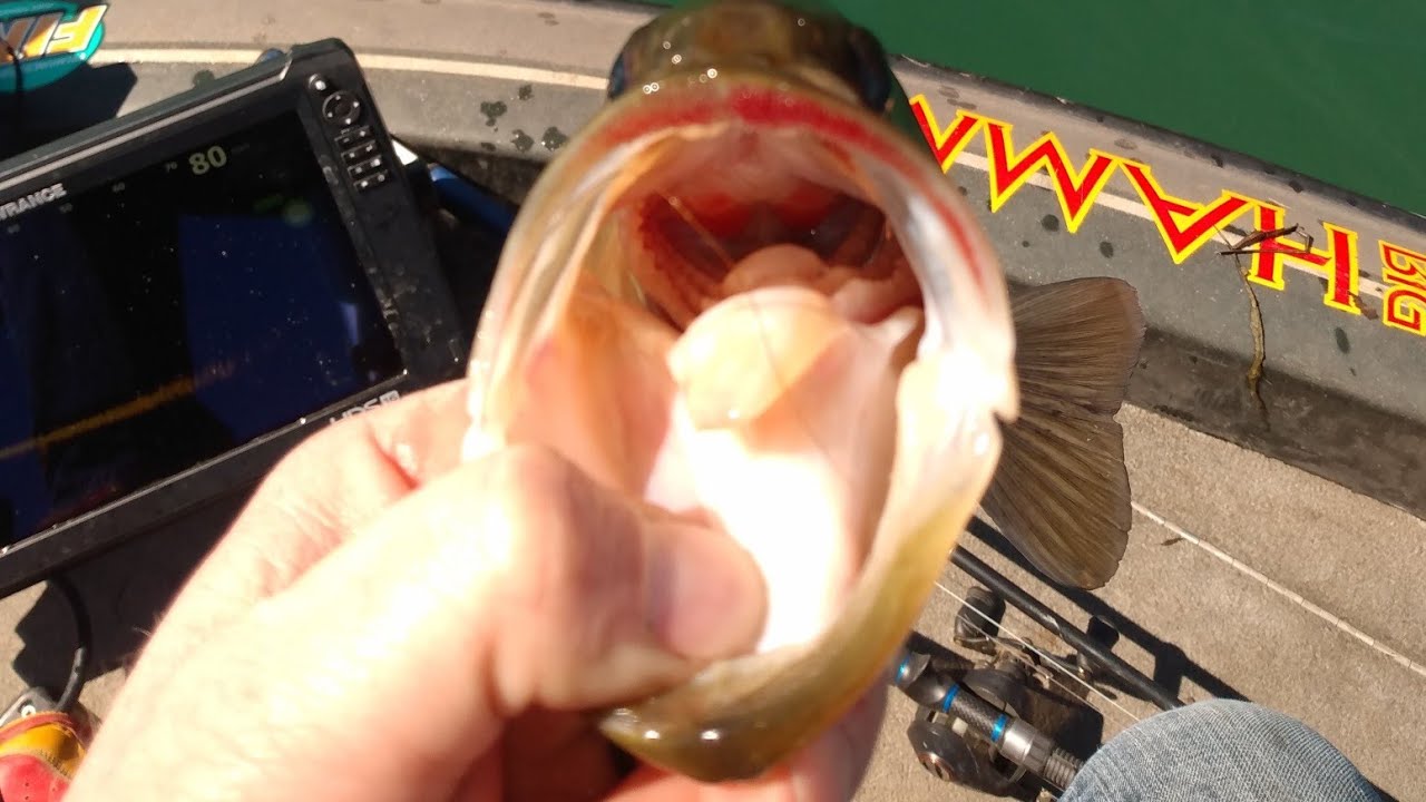 What does it mean when bass have red lips?? - YouTube