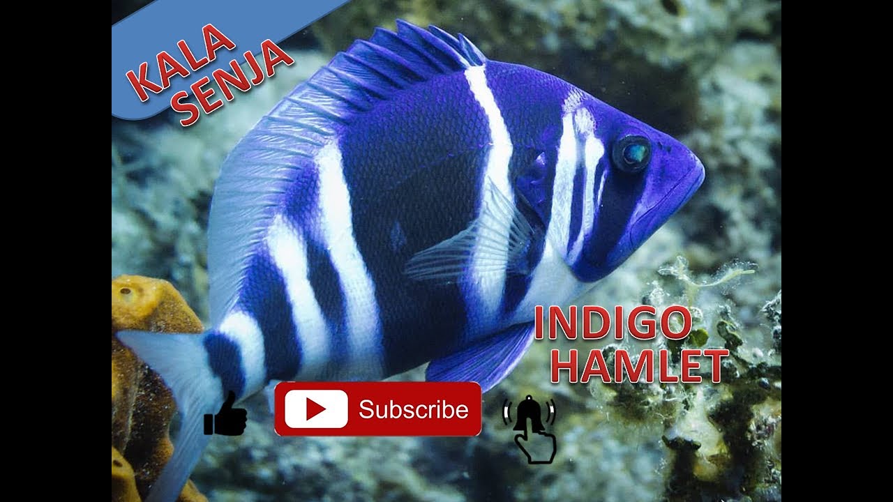 INDIGO HAMLET - YouTube