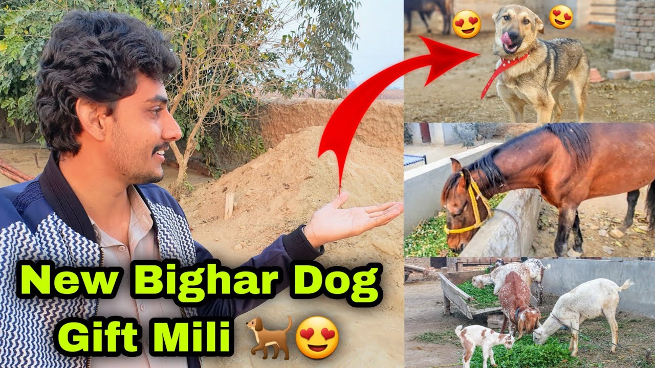 New Bighar Dog Gift Mili 🐕😍 - YouTube