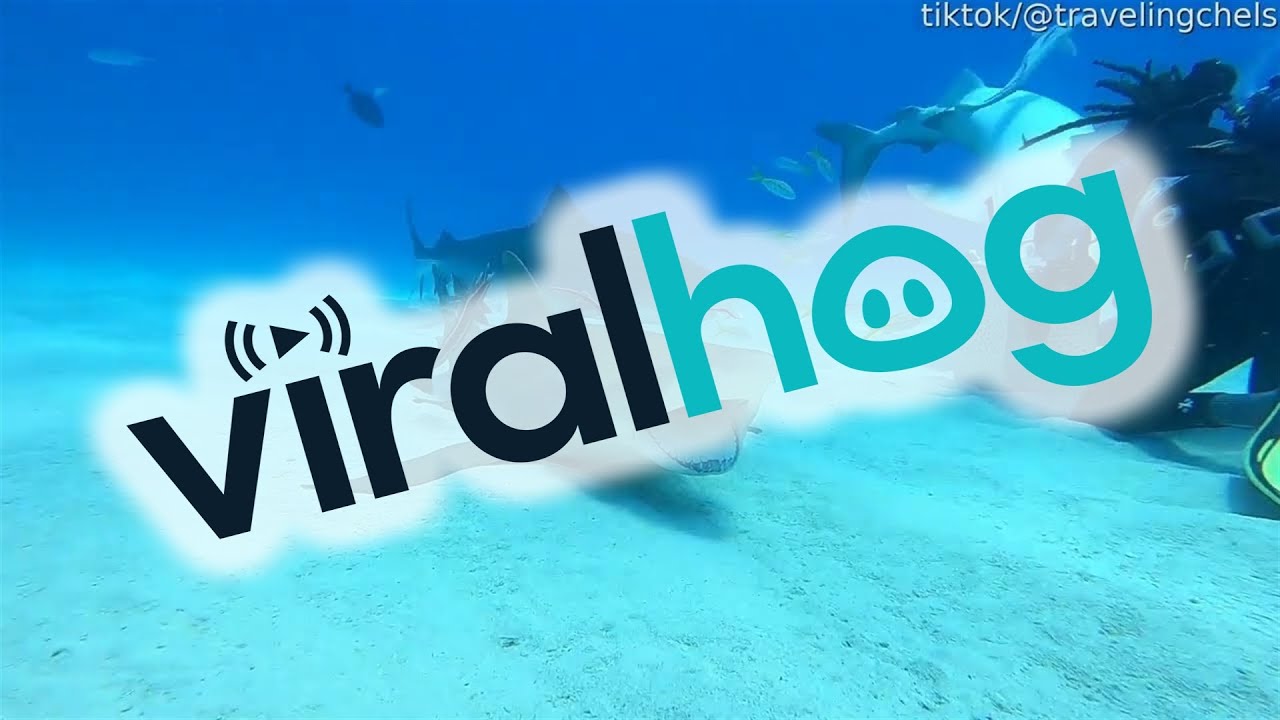 Remora Cleans Lemon Shark's Teeth || ViralHog - YouTube