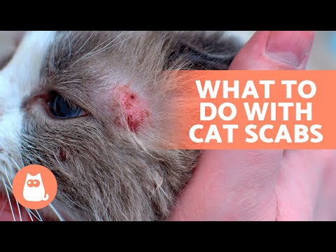 How To Treat Scabs On Cats From Fleas Naturally
