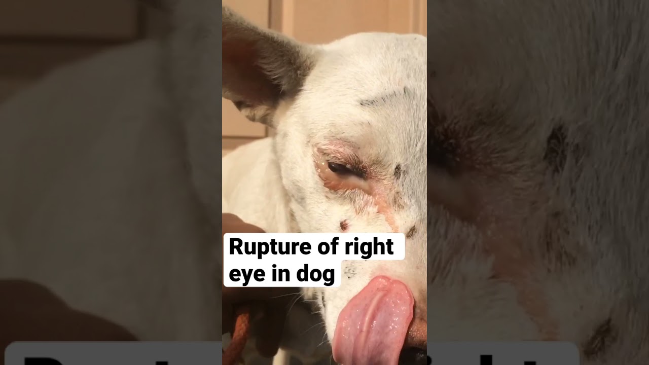 Rupture of eye in dog | eye ball injury in dog | dr mirza Muhammad ...