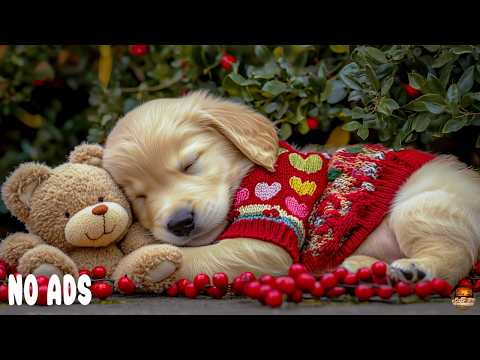The Best 12 HOURS of Dog Separation Anxiety Music 🐶 Peaceful Music While You’re Away 🎵 Dog Music