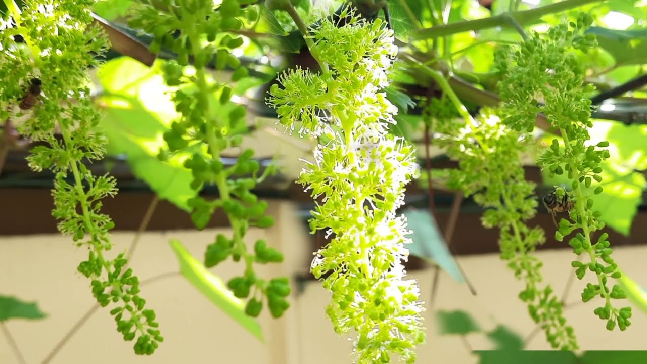 Melihat Bunga Anggur Yang Indah #Anggur #Buah_Anggur #Bunga_Anggur ...