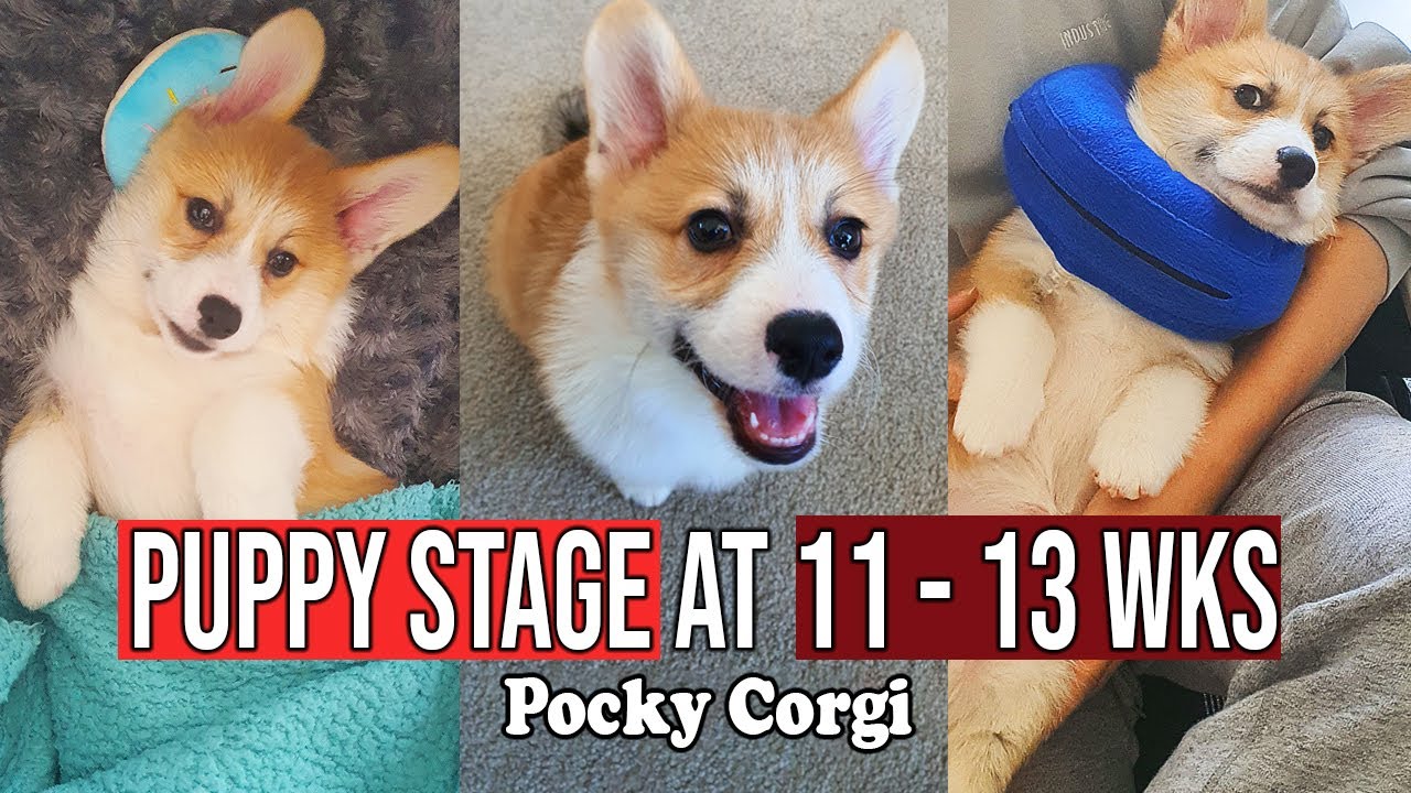 Corgi Puppy Grows Up | CUTE Compilation - YouTube