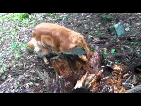 Golden Retriever Chipmunk Hunt - YouTube