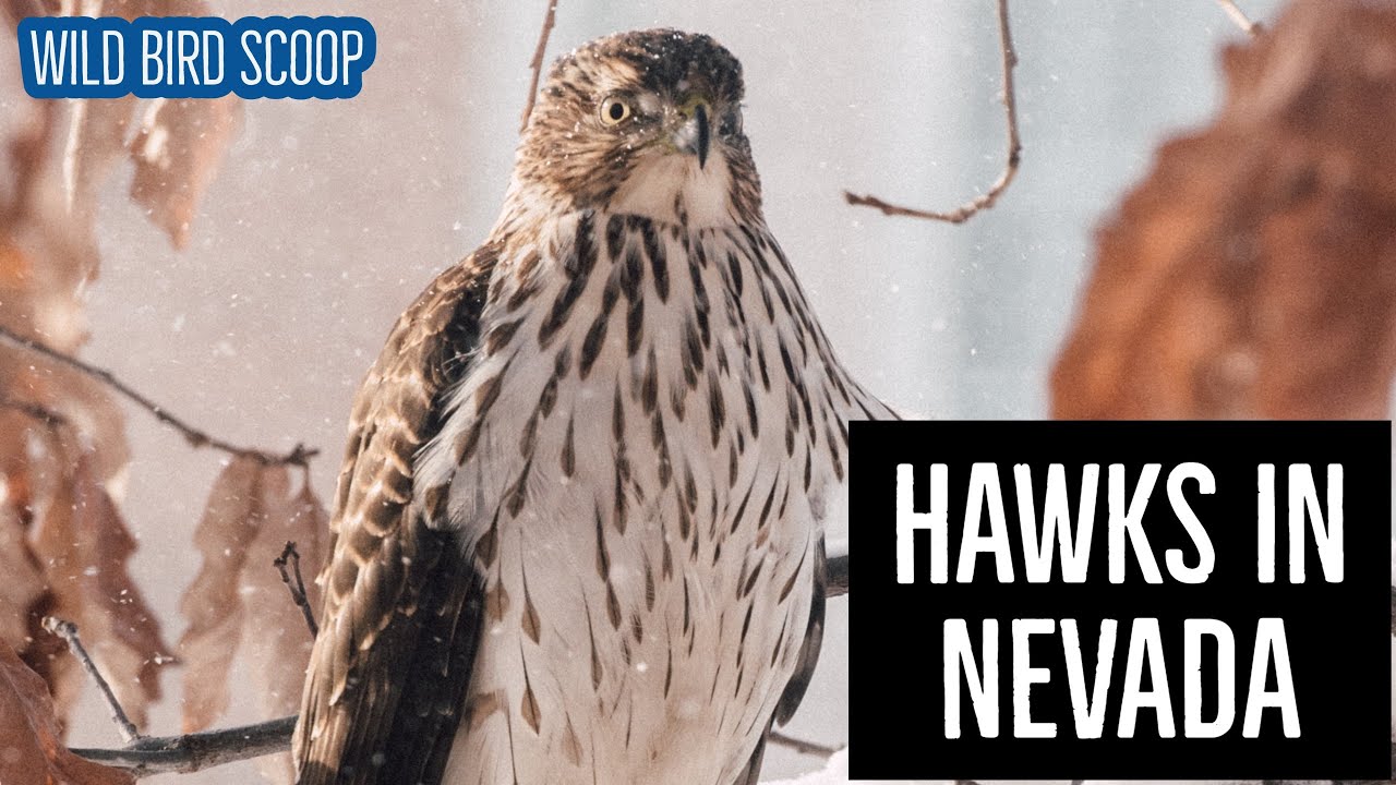 Hawks In Nevada: Look Out For All 9 Of These Species - YouTube