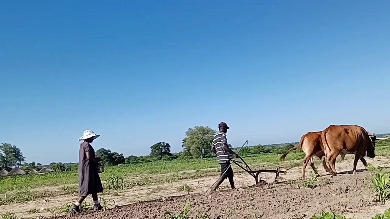 African village life. Ploughing in Zimbabwe. Spend the day with me ...