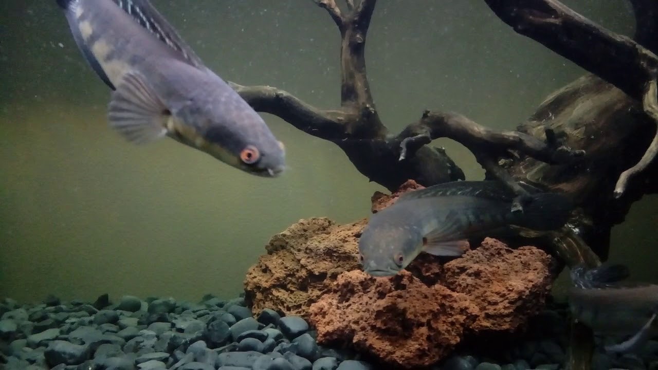 Ikan Toman Bunga Borneo Kalimantan...Channa Marulioides baby comtank 13 ...