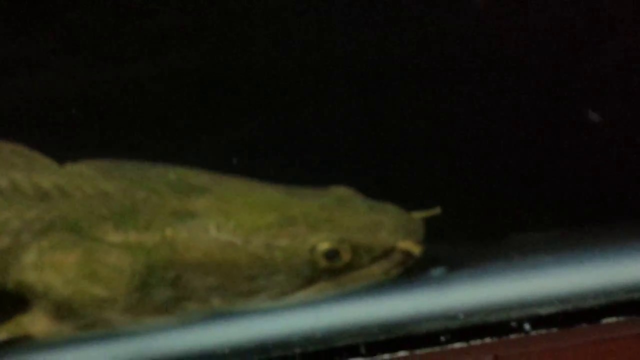 polypterus lapradei bichir just in - YouTube