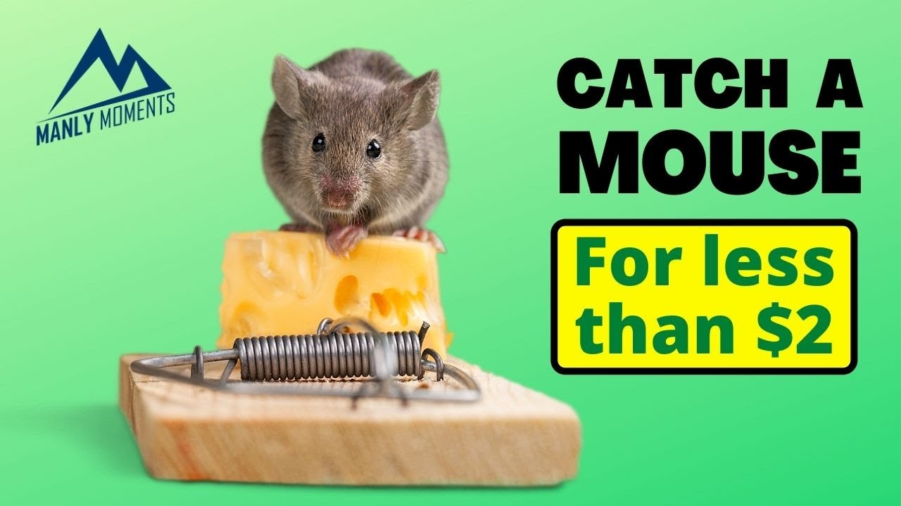 HOW TO SET A MOUSETRAP - 3 SIMPLE TIPS - YouTube