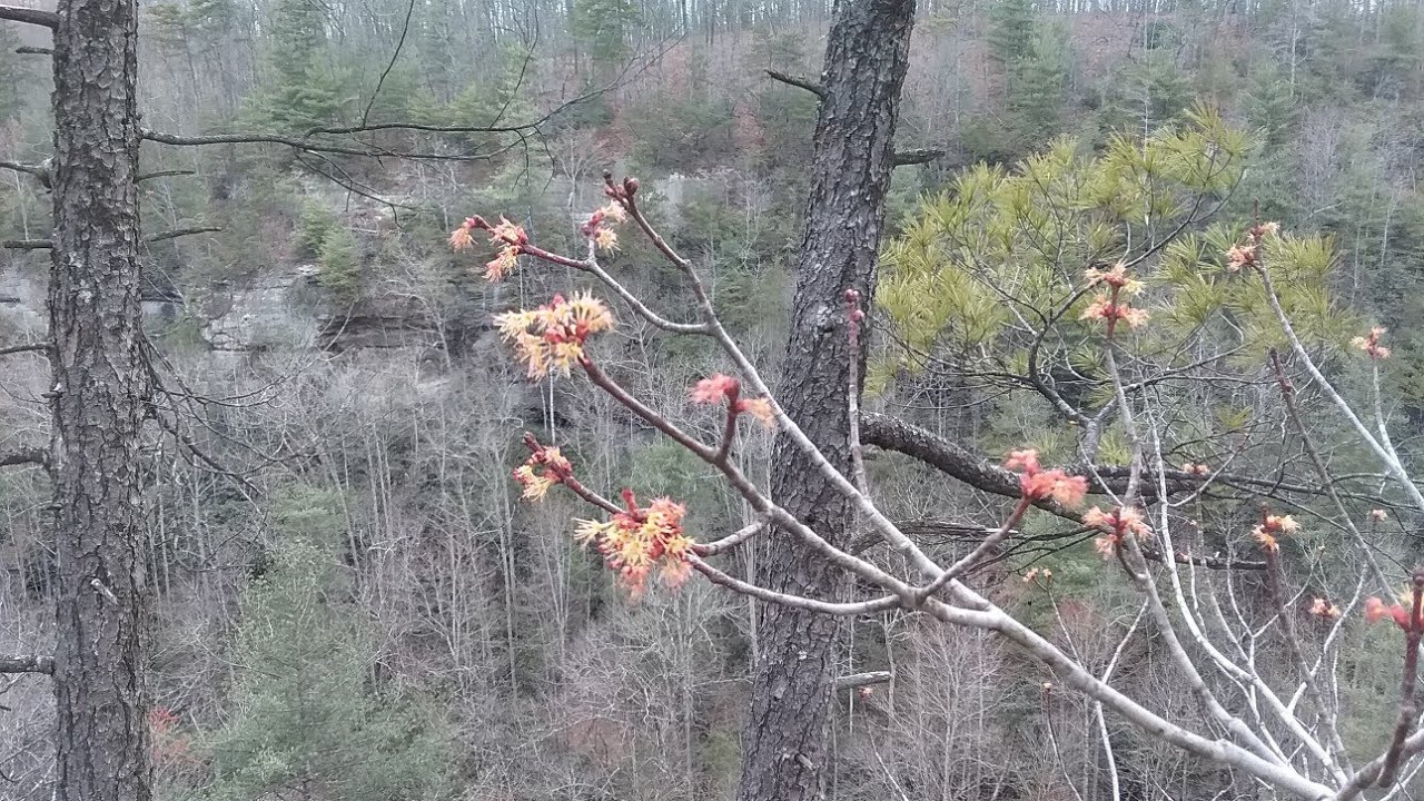 Red Maple early spring appearance - YouTube