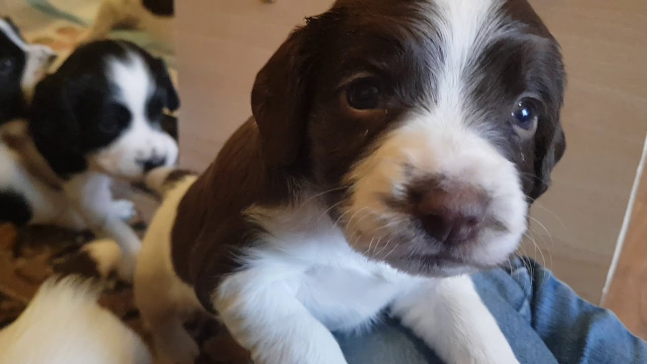 3.5 Week Old English Springer Spaniels Puppies Puppys Puppy Playtime - YouTube