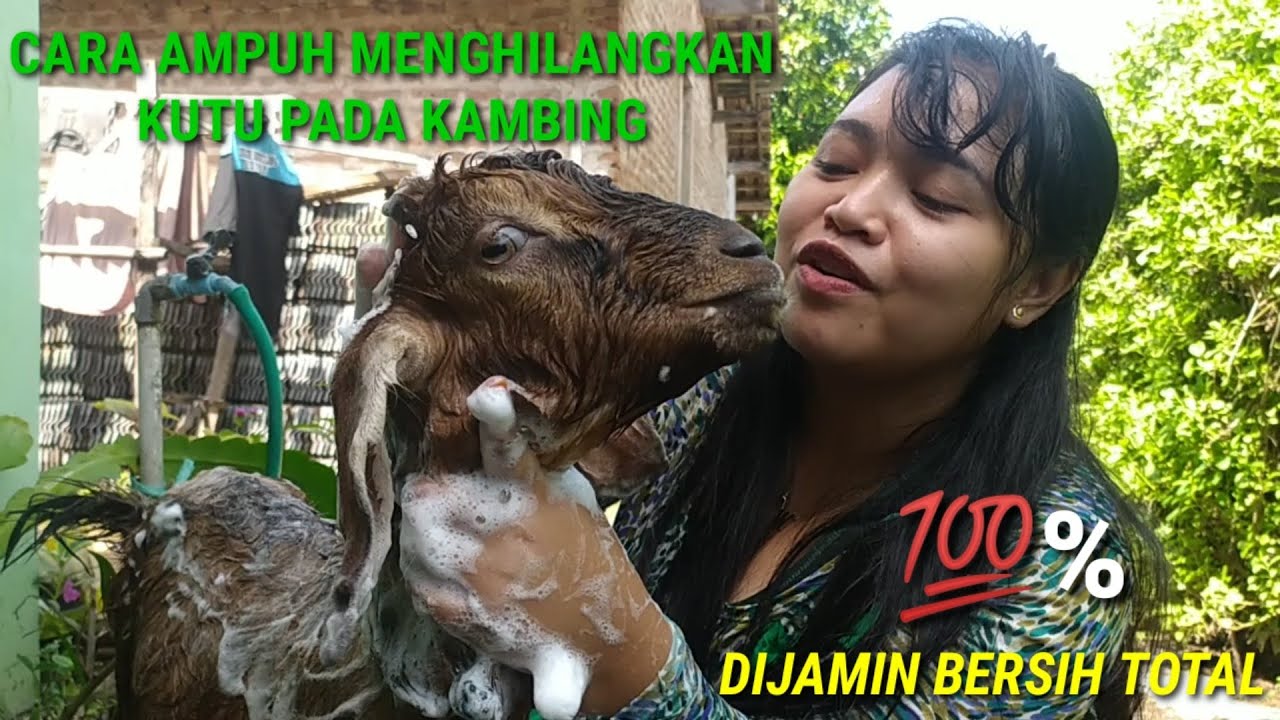 MENGOBATI KUTU KAMBING - YouTube