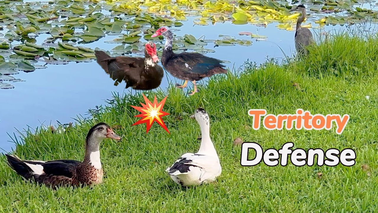 Ducks Magpie Pair Vs. Muscovy “Intruders”: Defending Territory🦆 - YouTube