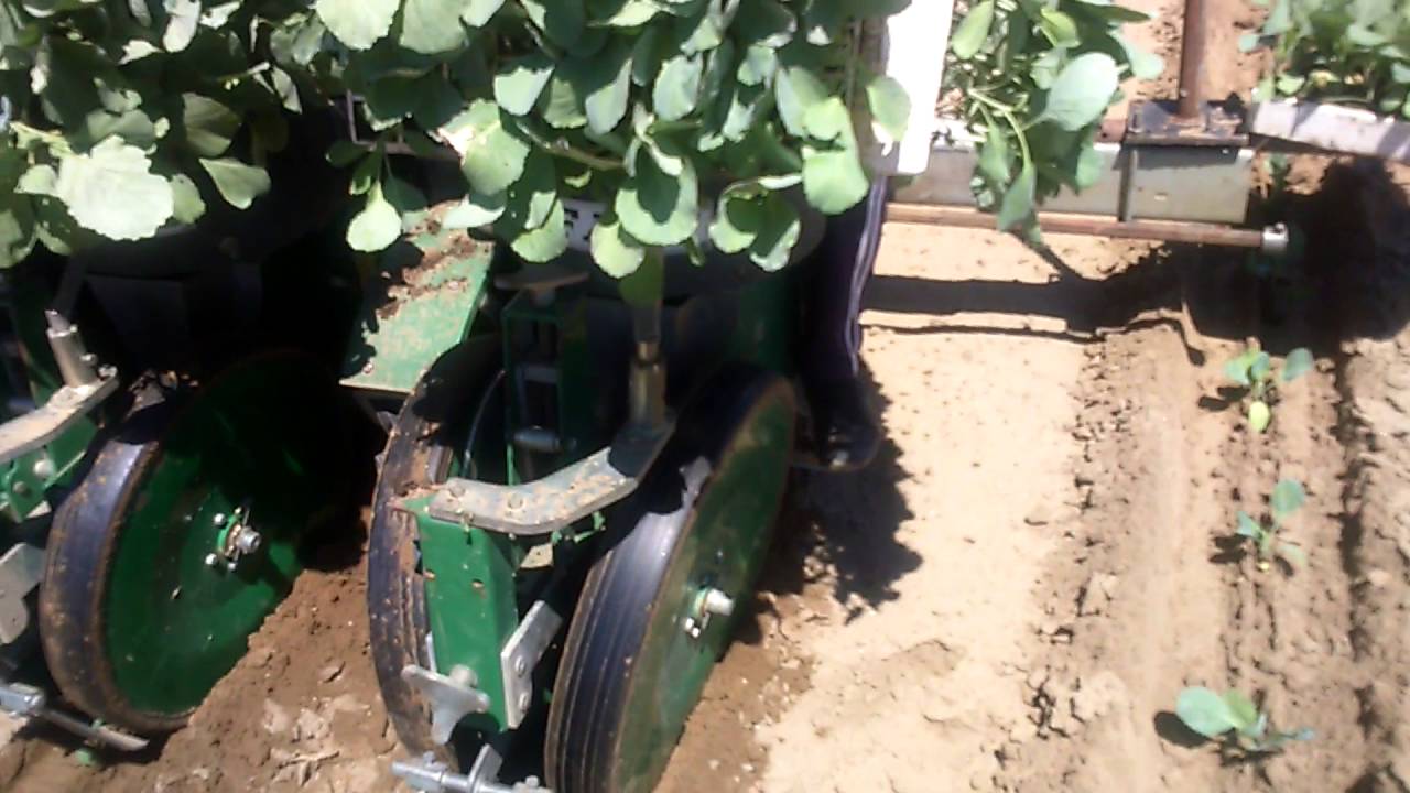 Cabbage transplantation with fedele fast transplanters - YouTube