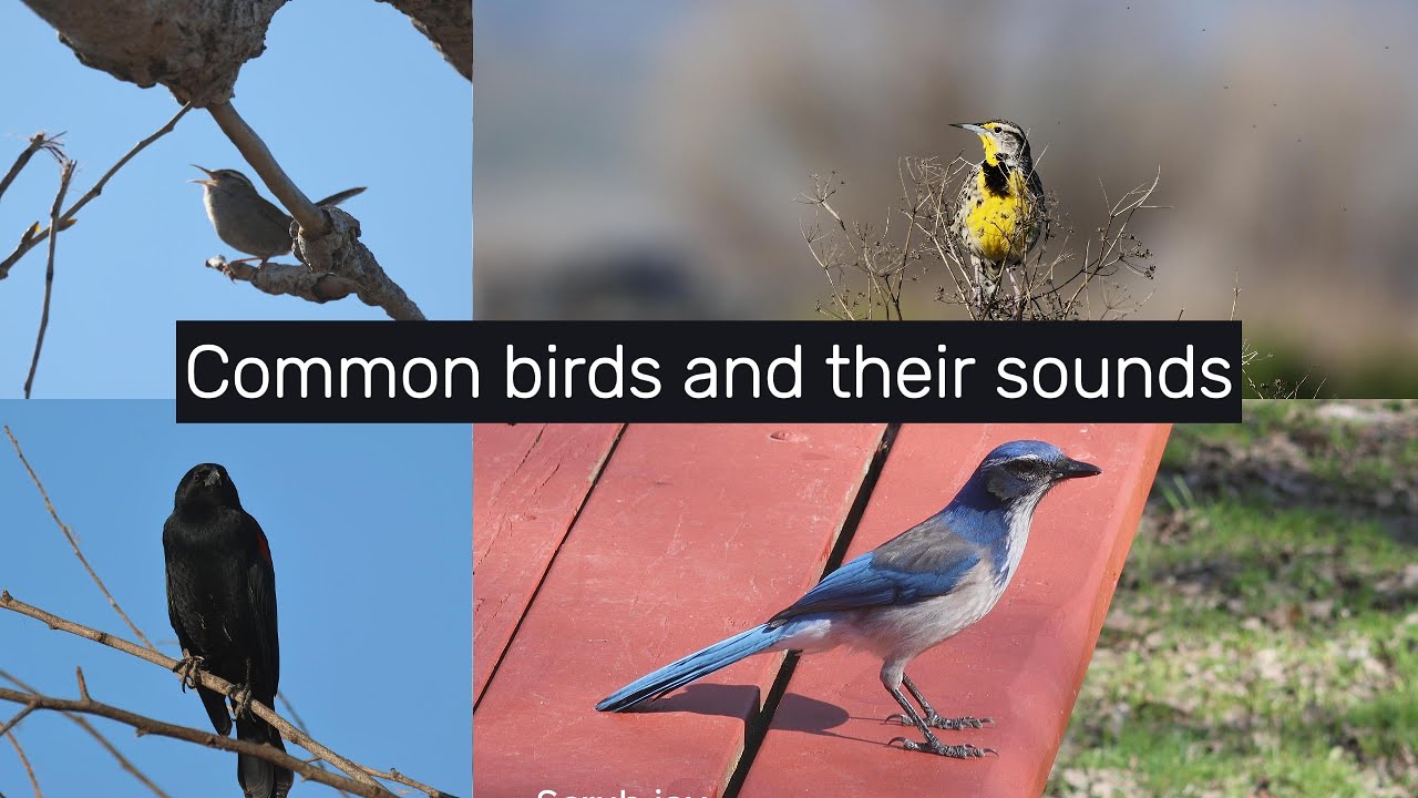 Common birds and their sounds. - YouTube