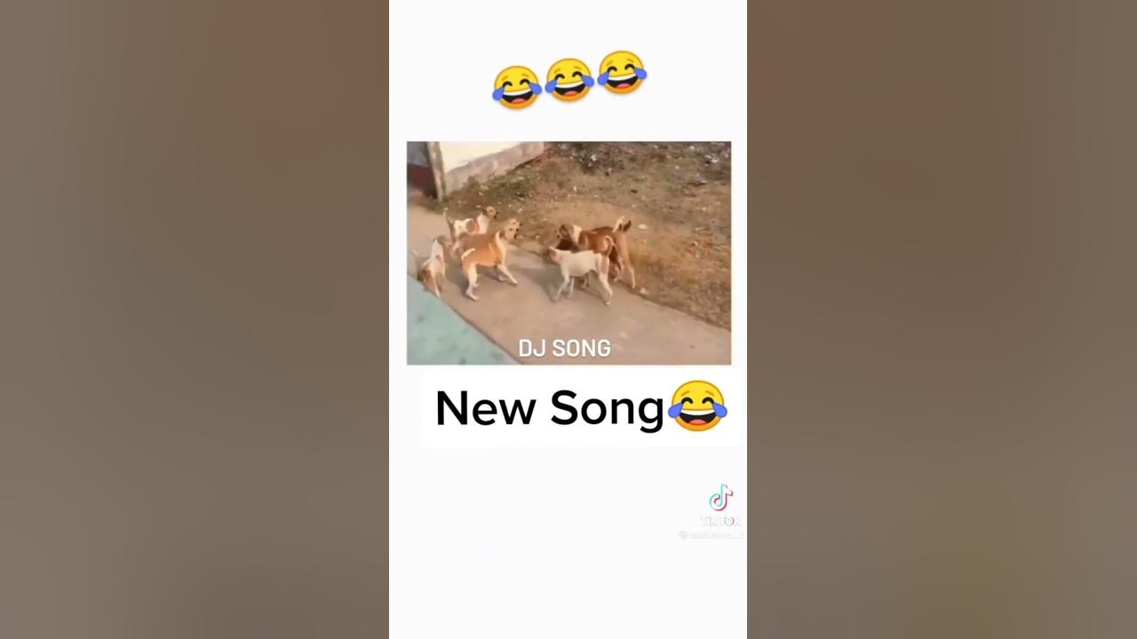 New Dogs Song YouTube new-dogs-song-youtube
