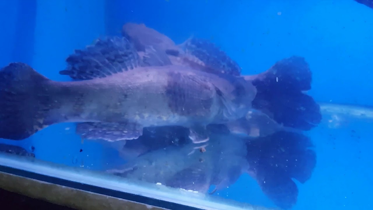 FIGHTING MARBLE GOBY . Soon hock. ( 2 ) - YouTube