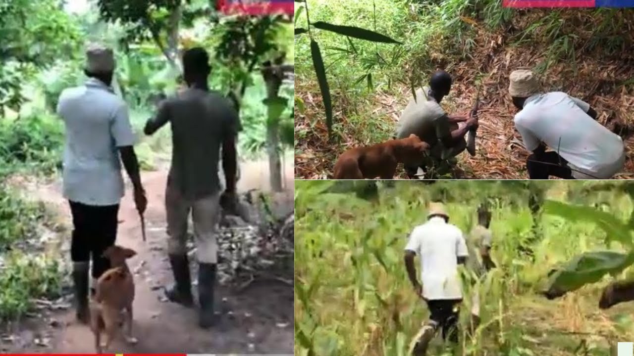 MUST WATCH!!! Hunter Narrates Mysteries Of The Thick Forest. Hunting Is ...