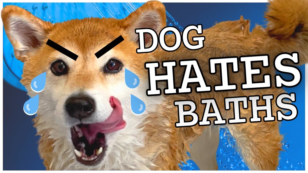 Dramatic Shiba Inu BATH TIME MELTDOWN | Home Grooming tips? - YouTube