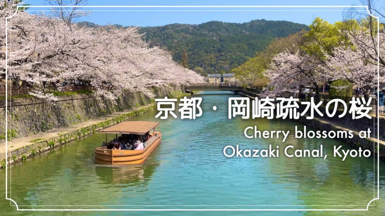 【京都・岡崎疏水の桜 4K】Japanese garden. Cherry blossoms in Okazaki Canal, Kyoto ...