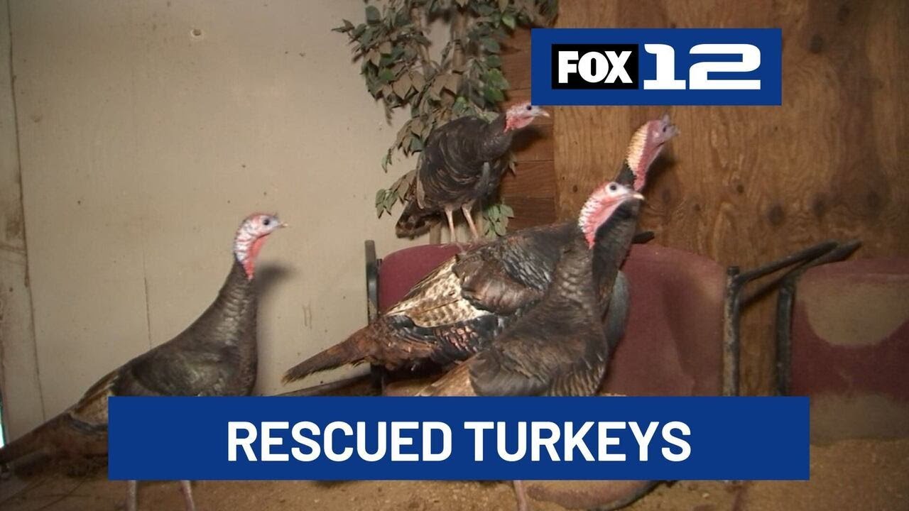 Rescued turkeys find sanctuary at Vernonia ranch this Thanksgiving ...