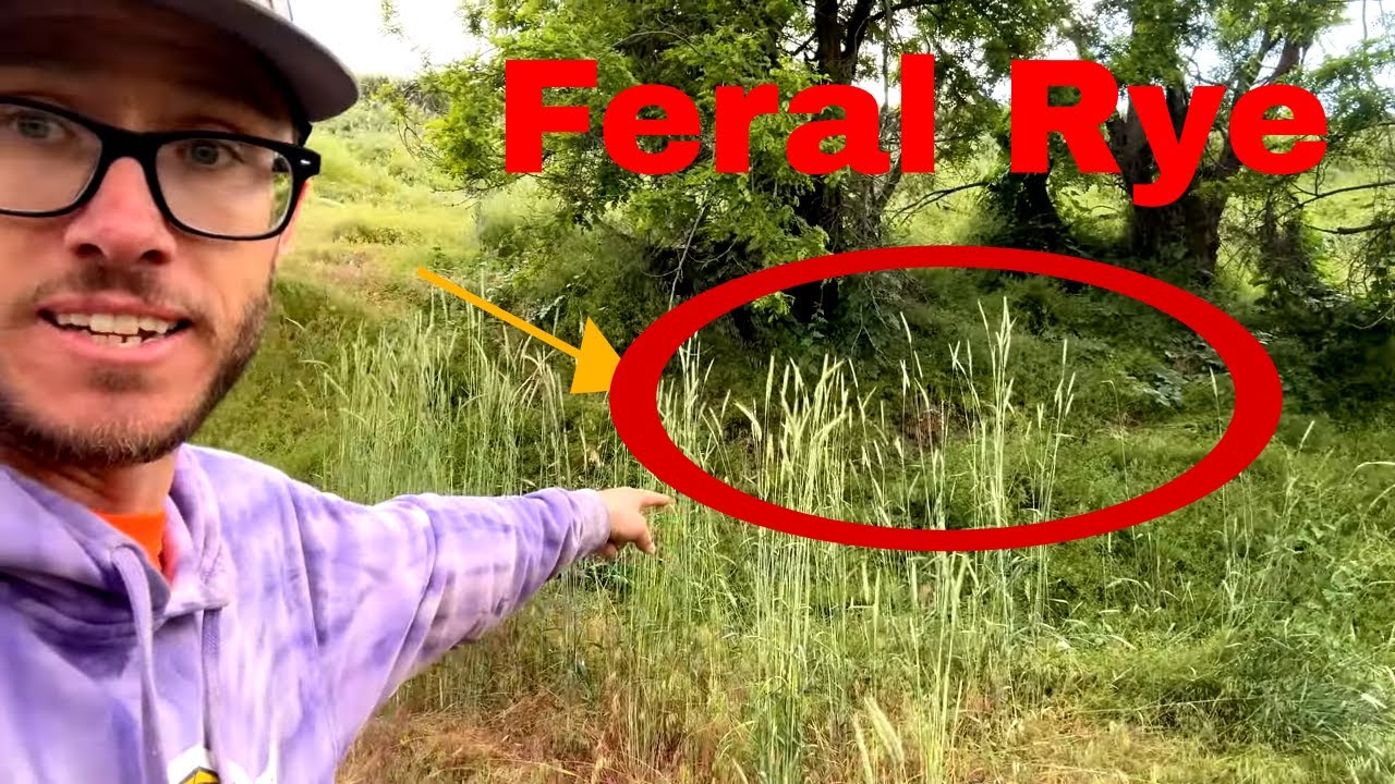 Rogueing: How do farmers keep their fields clean? - YouTube