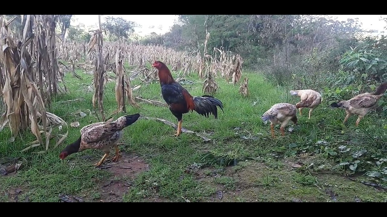 HETEROSE CADERUDO E MATRIZES - YouTube