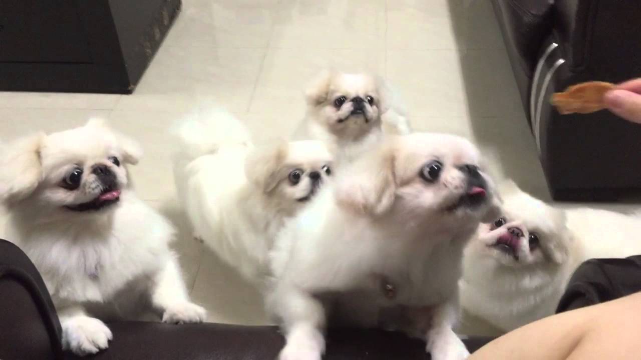 Pekingese urge to eat - YouTube