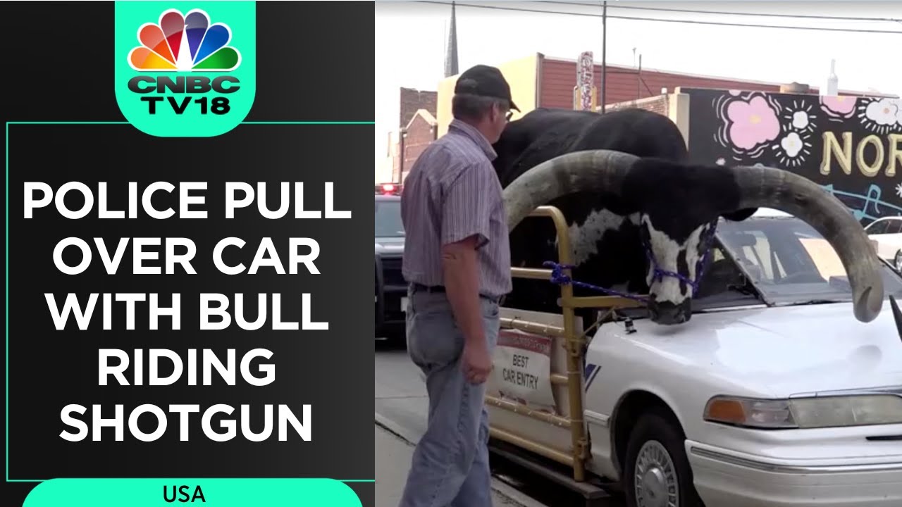 USA News | Police Pull Over Car With Bull Riding Shotgun In Nebraska ...