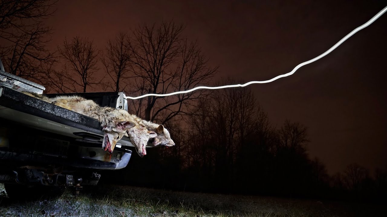 CRAZY Night of Coyote Hunting - 3 DOG NIGHT! - YouTube