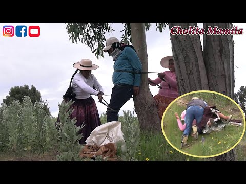 hací se educa un rater0 -cholita mamila