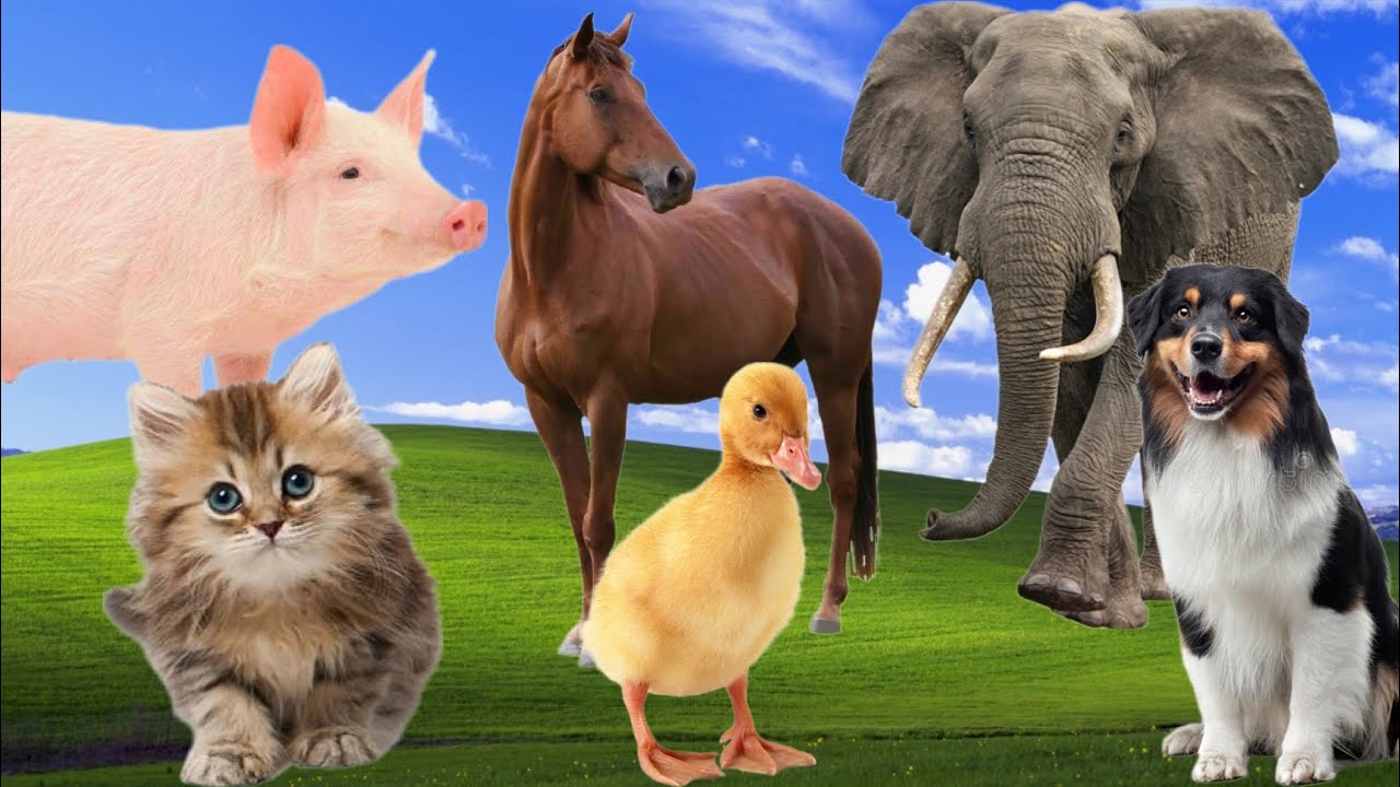 Funny farm animals sounds: - Cat, Horse, Duck, Dog, Pig, Elephant ...